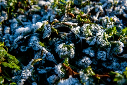 View Some Plants Covered Frost After Editorial Stock Photo - Stock ...