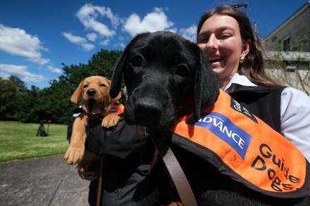 Participants Gather Guide Dogs Victoria Graduation Editorial Stock ...
