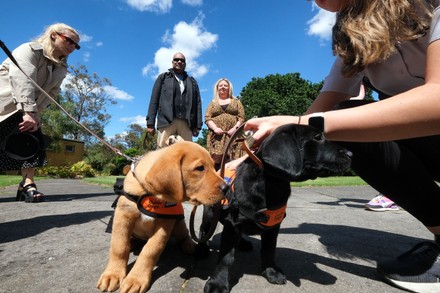 __COUNT__ Guide Dogs Victoria graduation event in Melbourne, Australia ...