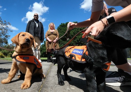 Participants Gather Guide Dogs Victoria Graduation Editorial Stock ...