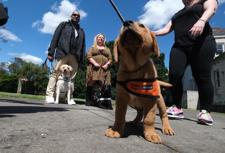 Participants Gather Guide Dogs Victoria Graduation Editorial Stock ...