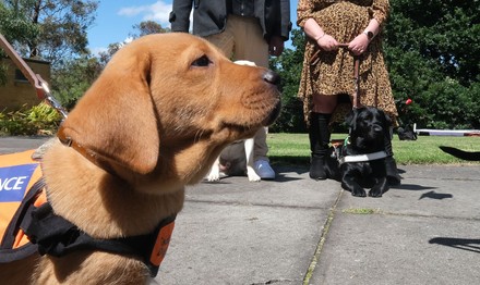 Participants Gather Guide Dogs Victoria Graduation Editorial Stock ...