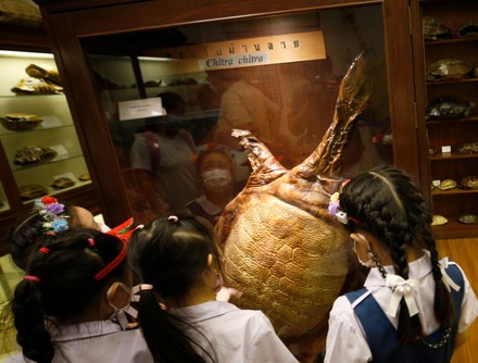 Visitors View Taxidermy Asian Narrowheaded Softshell Editorial Stock ...