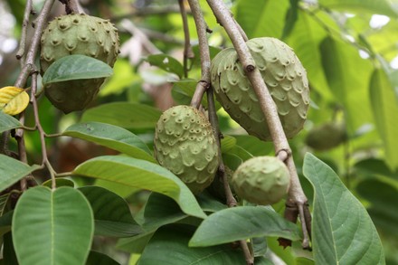Custard Apples Seetha Pazham Growing Anju Editorial Stock Photo - Stock ...
