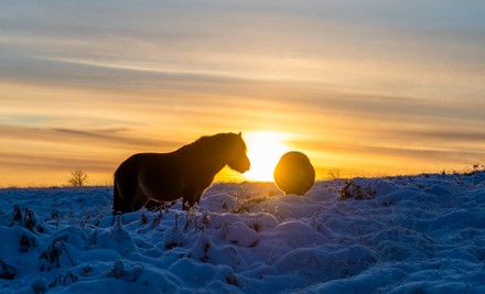 Exmoor Ponies Snow Exmoor National Parkexmoor Editorial Stock Photo ...