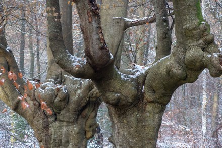 Woodlands Burnham Beeches Buckinghamshire Continued Look Editorial ...