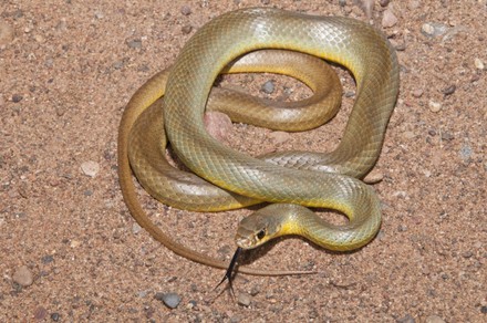 Western Yellowbellied Racer Coluber Constrictor Mormon Editorial Stock ...