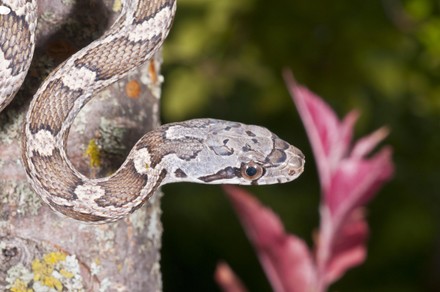 Texas Rat Snake Elaphe Obsoleta Lindheimeri Editorial Stock Photo ...