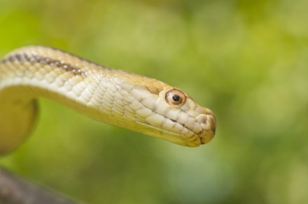 2 Eastern rat snakes Stock Pictures, Editorial Images and Stock Photos ...