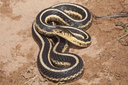 Eastern Garter Snake Thamnophis Sirtalis Sirtalis Editorial Stock Photo ...