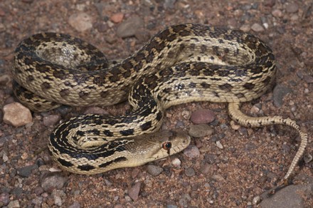 15 Common bull snake Stock Pictures, Editorial Images and Stock Photos ...