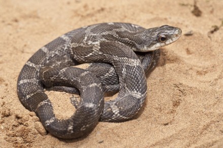 Texas Rat Snake Elaphe Obsoleta Lindheimeri Editorial Stock Photo ...