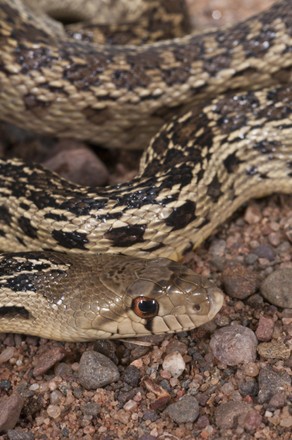 15 Common bull snake Stock Pictures, Editorial Images and Stock Photos ...