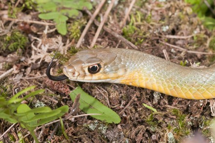 Western Yellowbellied Racer Coluber Constrictor Mormon Editorial Stock ...