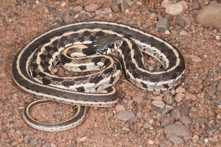 Blacknecked Garter Snake Thamnophis Cyrtopsis Native Editorial Stock ...