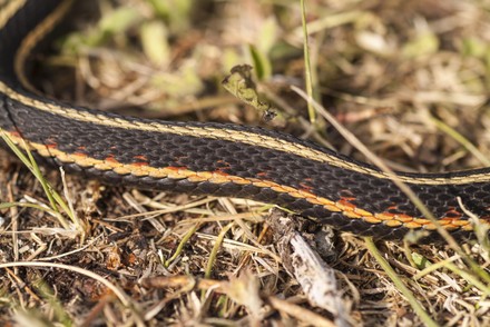 Redsided Garter Snake Thamnophis Sirtalis Narcisse Editorial Stock ...
