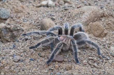 6 Chilean red haired tarantula Stock Pictures, Editorial Images and ...