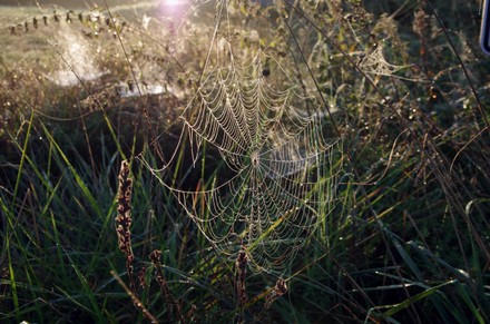 Closeup Spiders Web Threads Web Spiders Editorial Stock Photo - Stock ...