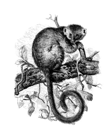 Night Monkeys Aotus Aotidae Primate Genus Editorial Stock Photo - Stock ...