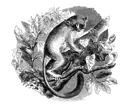 Calabar Angwantibo Arctocebus Calabarensis Primate Species Editorial ...