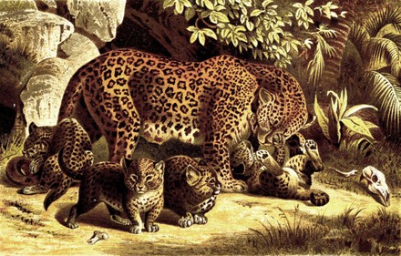 Leopard Panthera Pardus Panther Panther Species Editorial Stock Photo ...