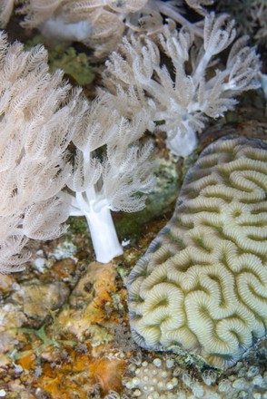Xenia Xenia Coral Soft Coral Red Editorial Stock Photo - Stock Image ...