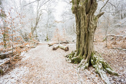 500 Beech tree trunks Stock Pictures, Editorial Images and Stock Photos ...