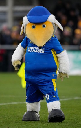 Afc Wimbledon Mascot Hayden Womble Editorial Stock Photo - Stock Image ...