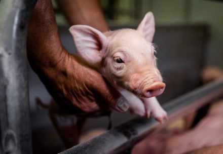20220615 085924 Halderberge Pig Farmer Work Editorial Stock Photo ...