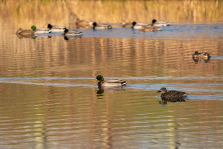 Mallard Ducks Seen Miami Whitewater Forest Editorial Stock Photo ...