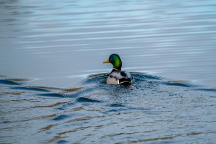 Mallard Ducks Seen Miami Whitewater Forest Editorial Stock Photo ...