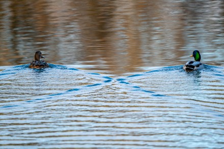 Mallard Ducks Seen Miami Whitewater Forest Editorial Stock Photo ...