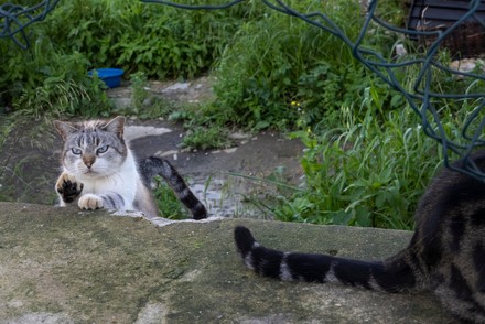 Specimen Cat Seen Improvised Shelter Industrial Editorial Stock Photo ...