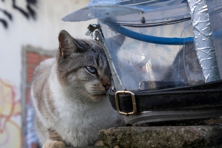 Specimen Cat Seen Improvised Shelter Industrial Editorial Stock Photo ...
