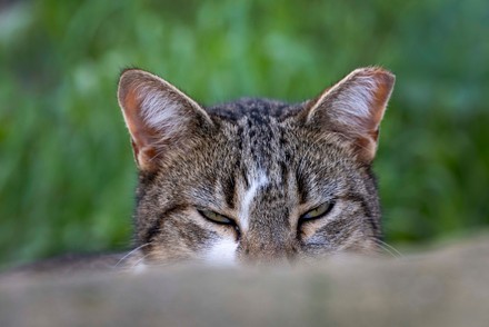 Specimen Cat Seen Improvised Shelter Industrial Editorial Stock Photo ...