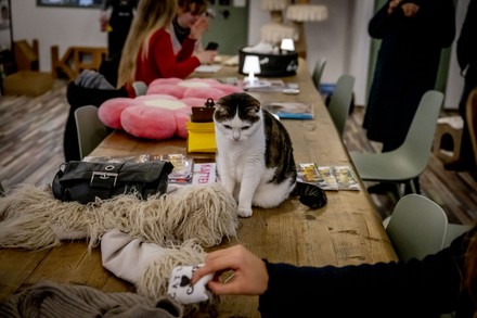 Cat Kitten Cafe Where People Can Editorial Stock Photo - Stock Image ...
