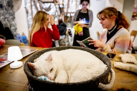 Cat Kitten Cafe Where People Can Editorial Stock Photo - Stock Image ...