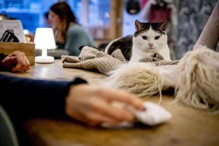 Cat Kitten Cafe Where People Can Editorial Stock Photo - Stock Image ...