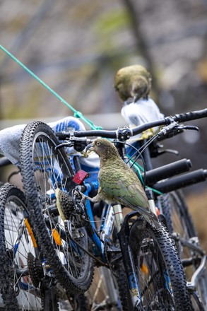 Inquisitive Young Parrot Pecks Bicycle Tyre Editorial Stock Photo ...