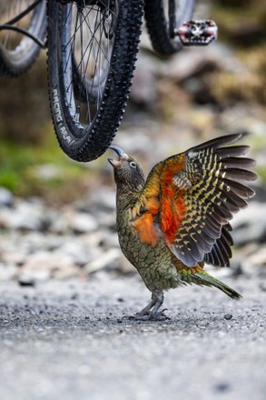 Inquisitive Young Parrot Pecks Bicycle Tyre Editorial Stock Photo ...