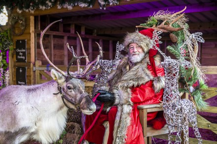 Father Christmas Keeps Comet Reindeer Wellfed Editorial Stock Photo ...