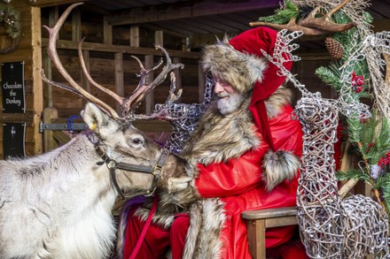 Father Christmas Keeps Comet Reindeer Wellfed Editorial Stock Photo ...