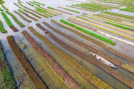 Farmers Tend Their Floating Vegetable Seedling Editorial Stock Photo ...