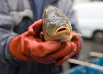 People Selling Carp Fish Holidays Traditional Editorial Stock Photo ...
