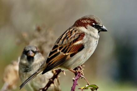 House Sparrows Have Adapted Urban Environments Editorial Stock Photo ...