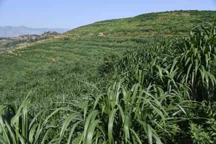 Hybrid Giant Napier Grass Pictured Xinpu Editorial Stock Photo - Stock ...