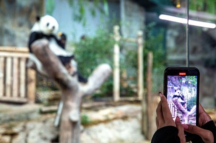 Visitor Takes Photos Giant Panda Lin Editorial Stock Photo - Stock ...