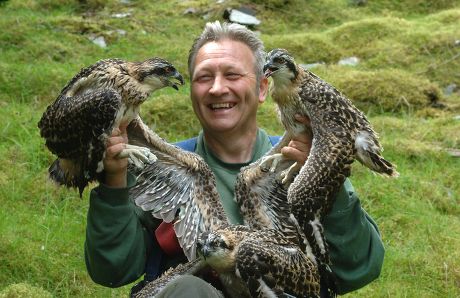Conservations Officer Tony Lightley Osprey Chicks Editorial Stock Photo ...