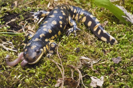Tiger Salamander Ambystoma Tigrinum Eating Earthworm Editorial Stock ...