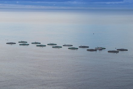 Fish Farm Sea Funchal Madeira Island Editorial Stock Photo - Stock ...